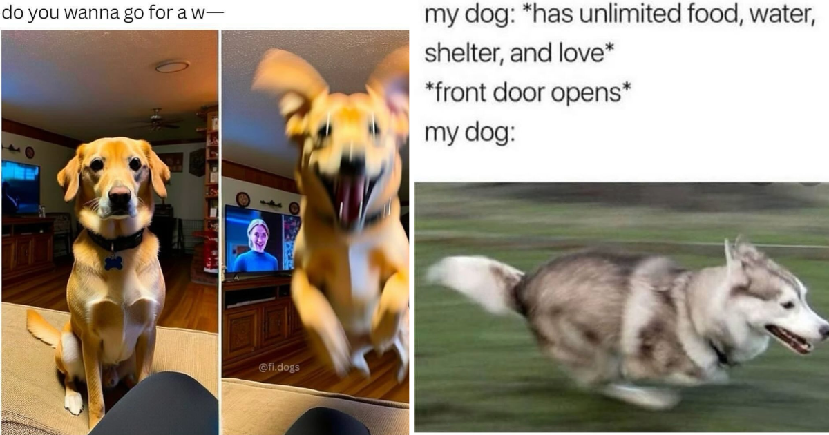 Playful Memes Of Pups Living Their Pawfect Lives - Animal Comedy ...
