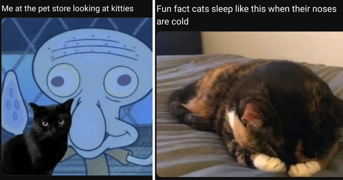 Introverted Cat Memes For All The Feline Pawrents Celebrating Caturday ...