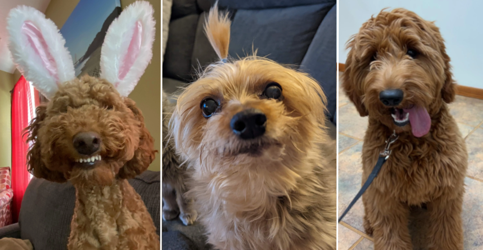 25 Heartwarming Puppy Pictures That'll Make Your Day Infinitely Better ...