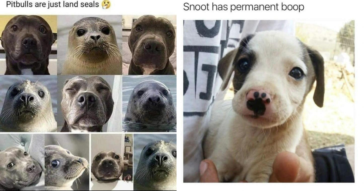 33 Wholesome Dog Memes to Make Your Tail Wag - Animal Comedy - Animal ...