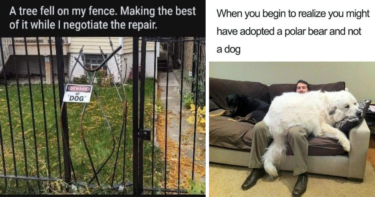 The Goodest Memes: 31 Wholesome Dog Memes to Make Your Tail Wag ...