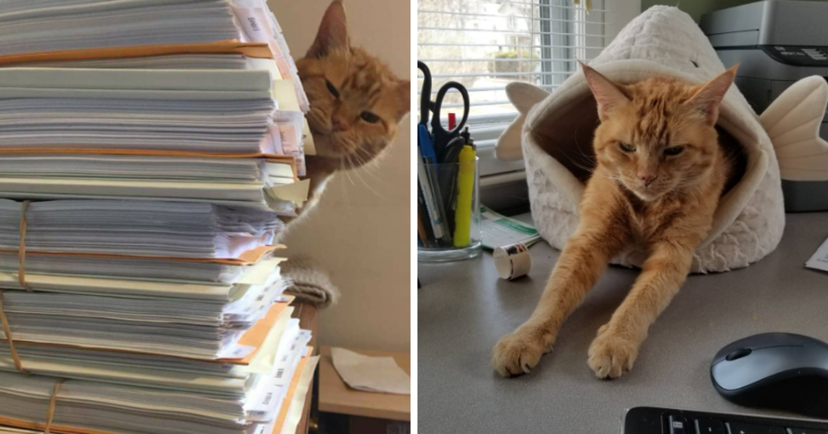 Pawsitive Monday Vibes Featuring 23 Office Cats Bringing Feline Fun To ...