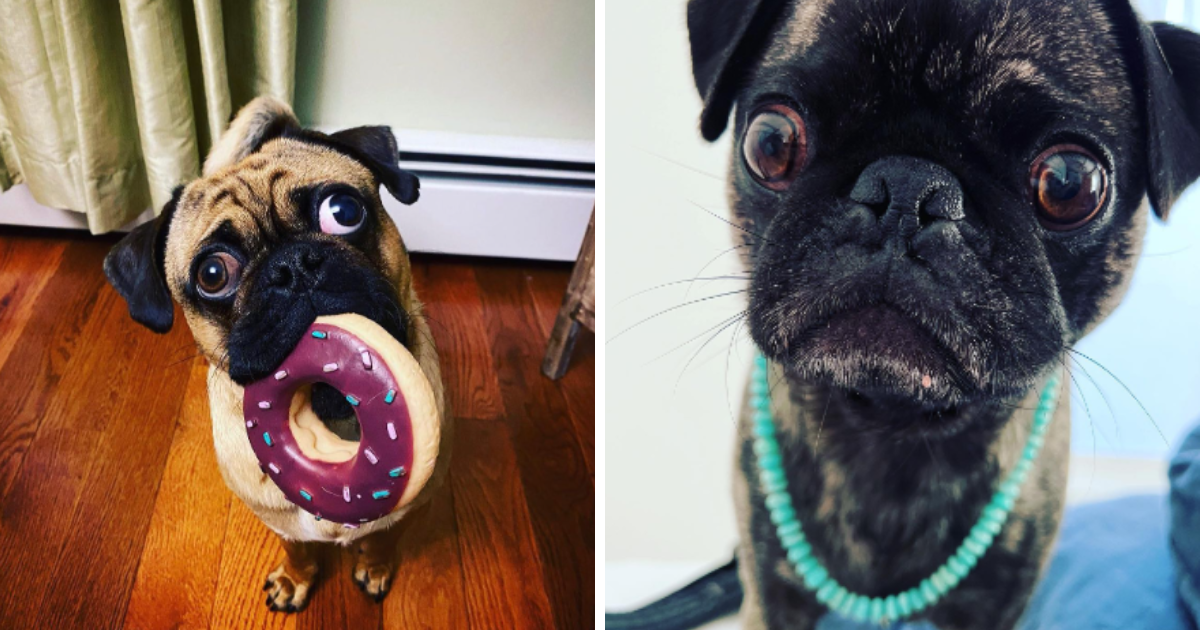 Precious Pug Parade Featuring 26 Charming Canine Companions For A Day ...