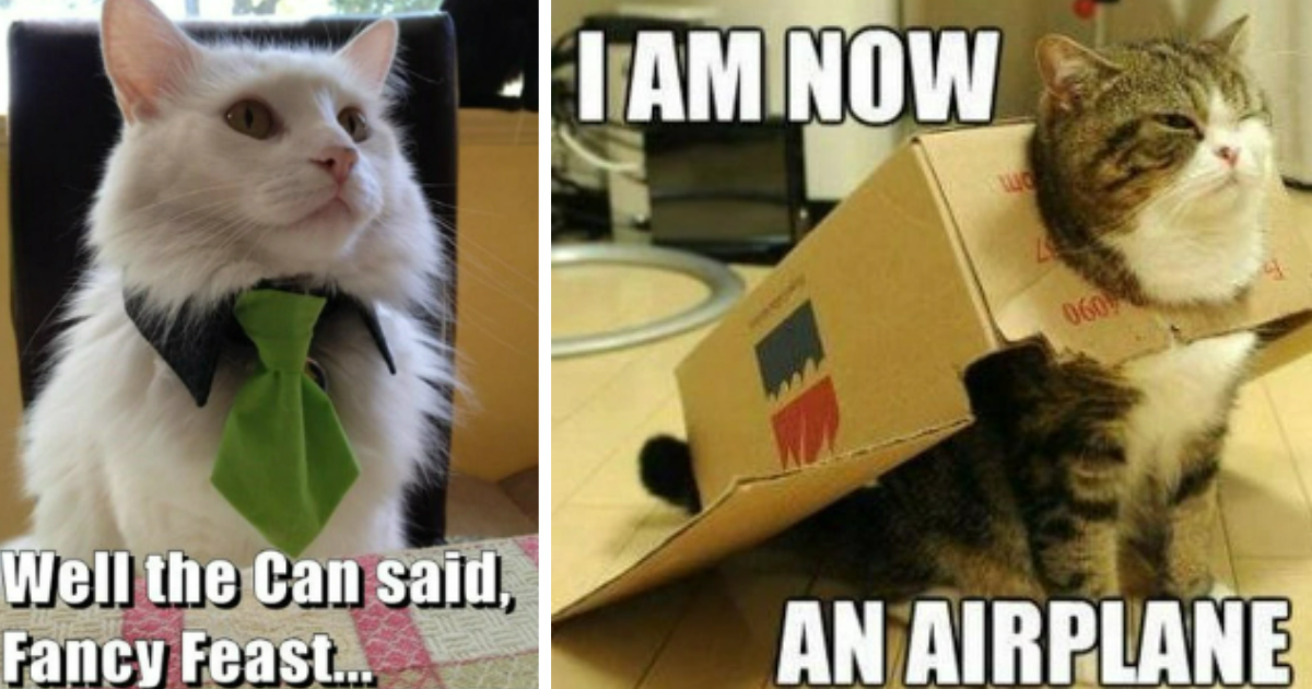 Terrific Tuesday Treats With 28 Clever Cat Memes For The Purrfect Midweek Meowtivation - I Can ...
