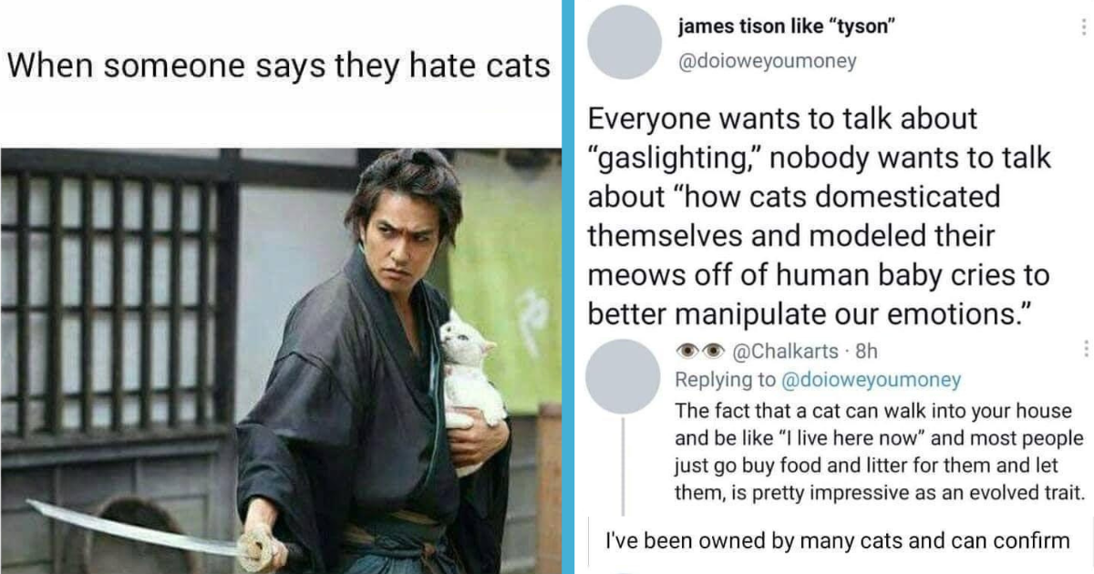 34 Hissterical Cat Memes For All The Grumpy Cats Who Need A Fast ...