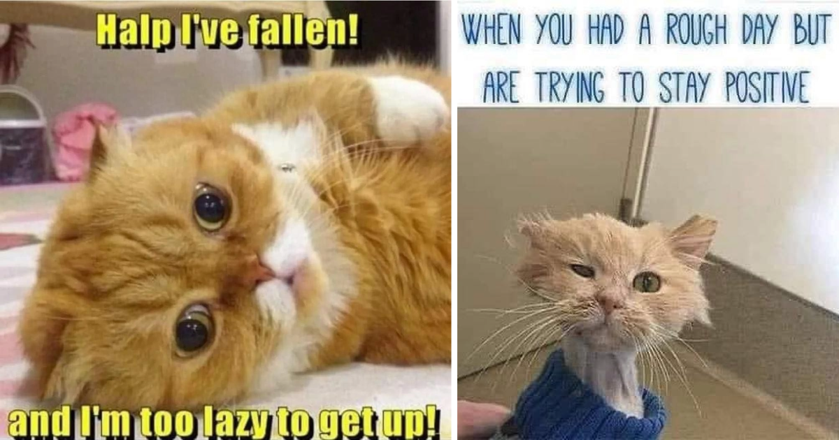 Sassy And Silly Cat Memes To Round Out The Week - I Can Has Cheezburger?