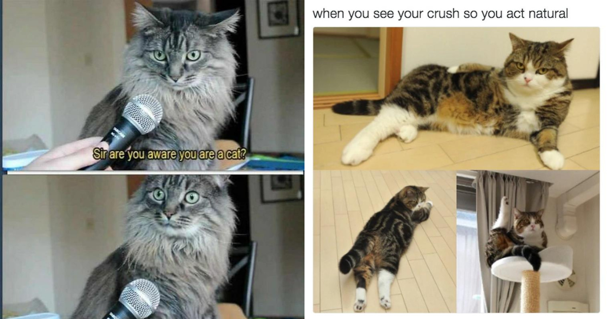 25 Cute And Sassy Cat Memes To Cuddle With At Home (February 25 2024 ...