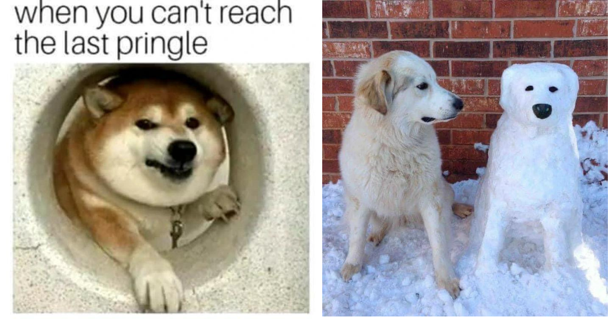 33 Wholesome Dog Memes to Make Your Tail Wag - Animal Comedy - Animal ...