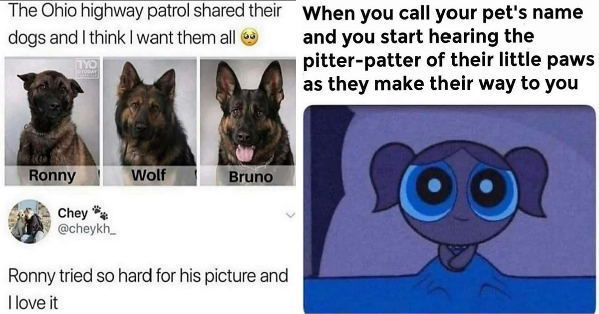 Paws And Smile On This Splendid Sunday And Snicker At These Silly ...