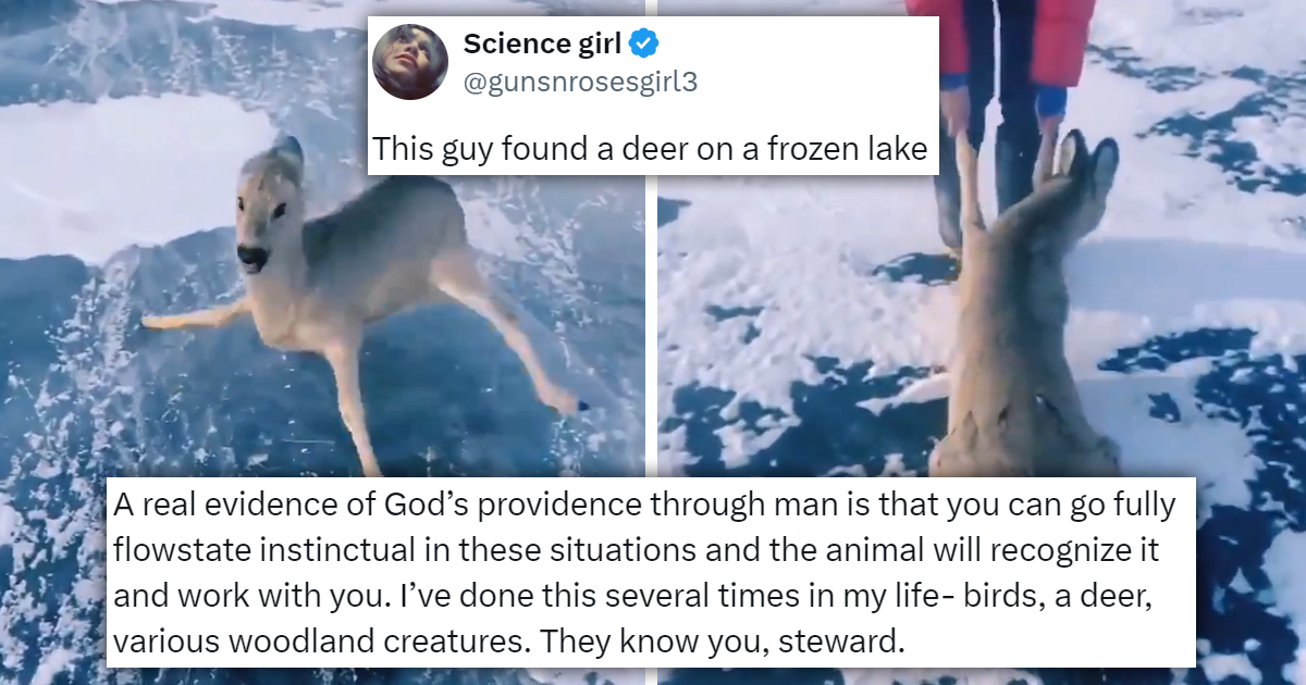 Amazing Stories Of People Rescuing Animals, The Animals Recognizing ...