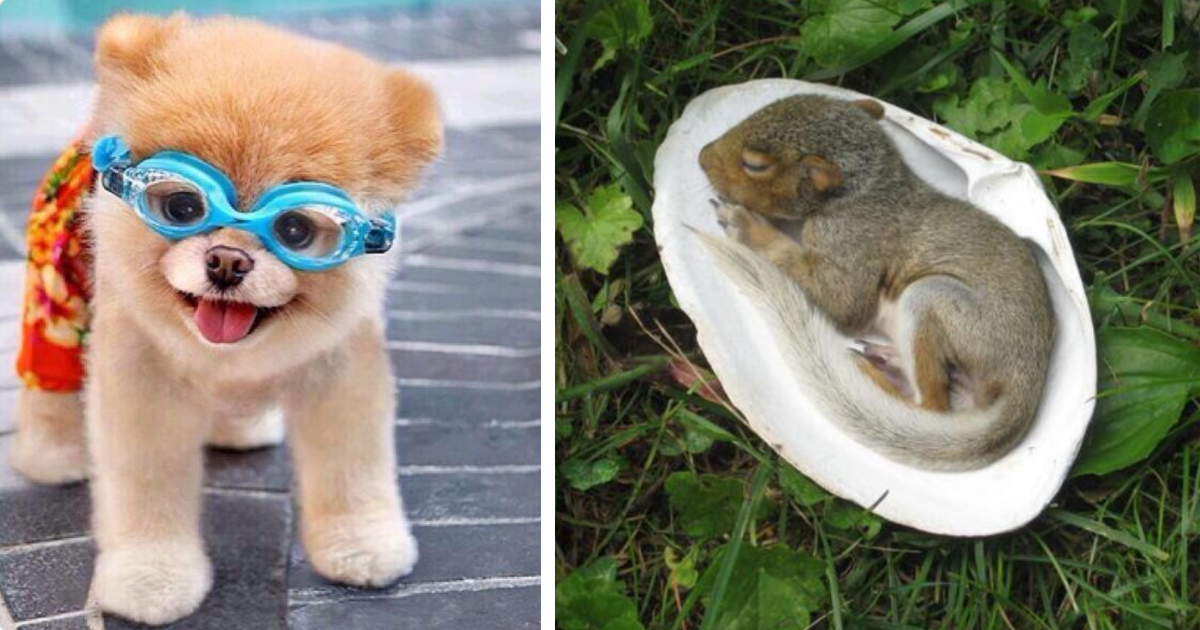 33 Perfect Baby Animal Pics To Walk Into The Week With A Warm Heart And ...
