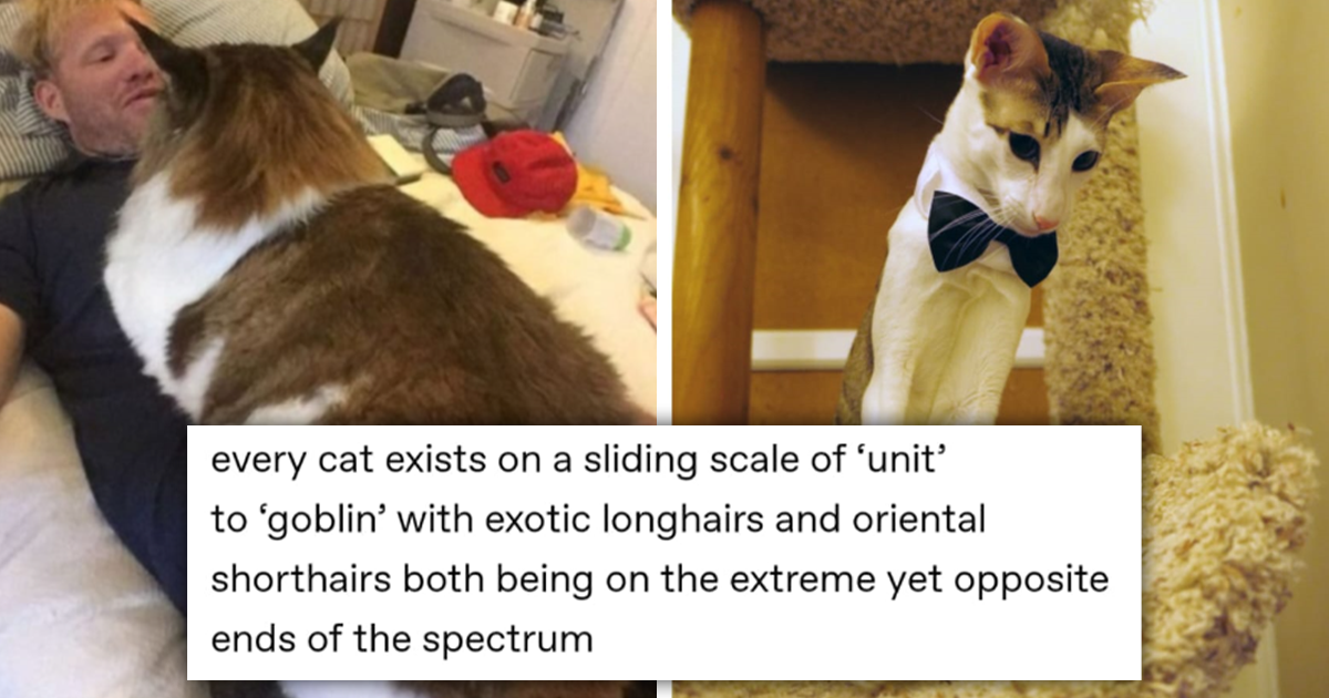'Unit To Goblin': The Sliding Scale That Every Cat Fits Into And ...