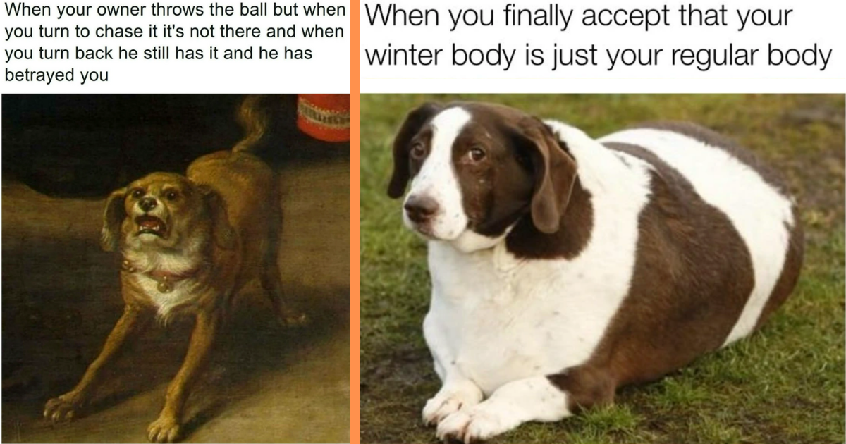 Laugh Snout Loud: 35 Howlarious Doggo Memes To Boost Your Doggie ...