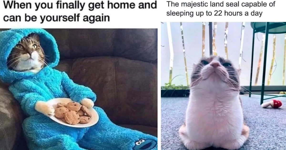 Cute And Cozy Cat Memes To Keep You Warm This Winter’s Morning - I Can ...