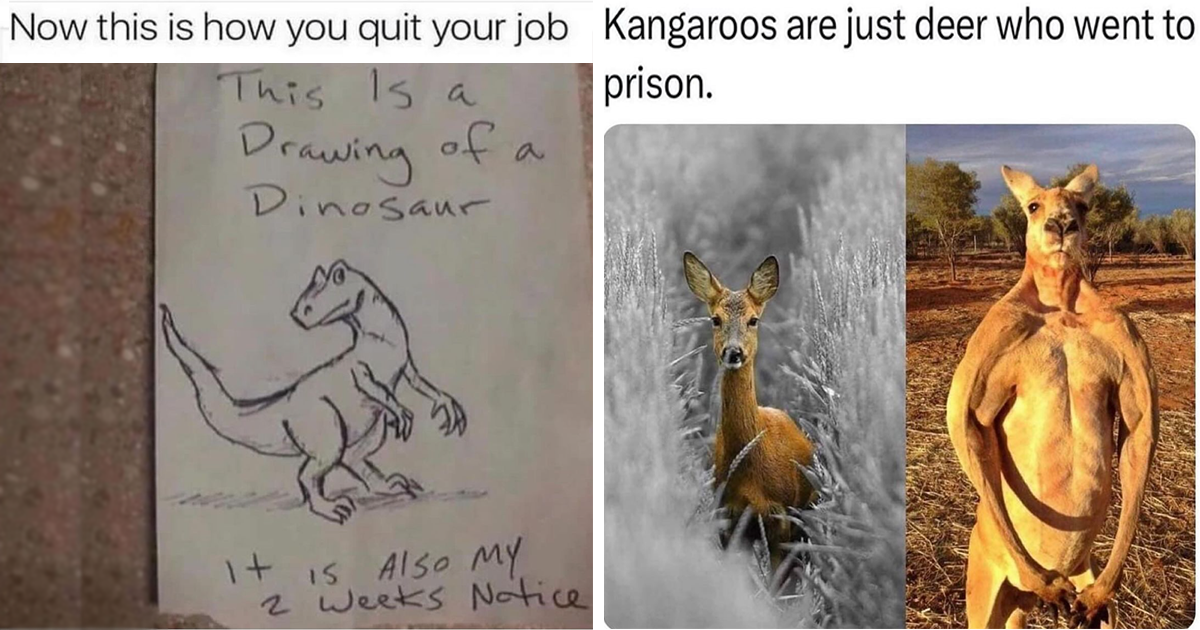 Monday Morning Animal Memes To Make Those Extra Five Minutes In Bed ...