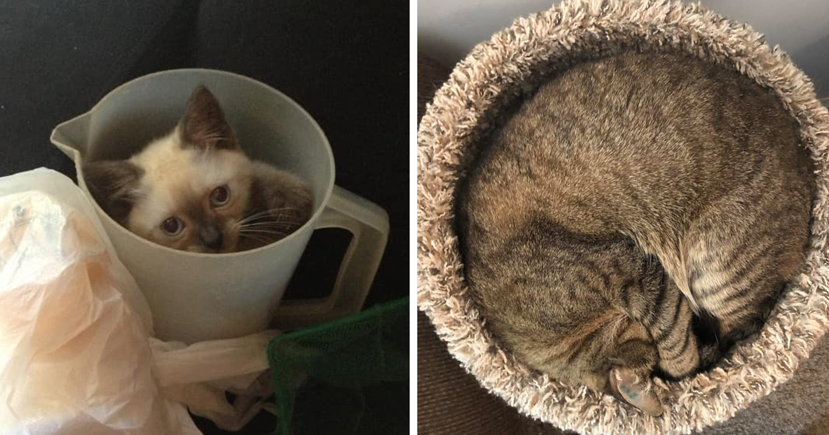 If I Fits, I Sits: An ICanHas Original Series Of Cats Made Of Noodles ...