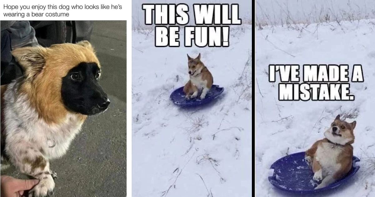 Cute And Heartwarming Corgi Memes For Your Tuesday Mood Booster ...