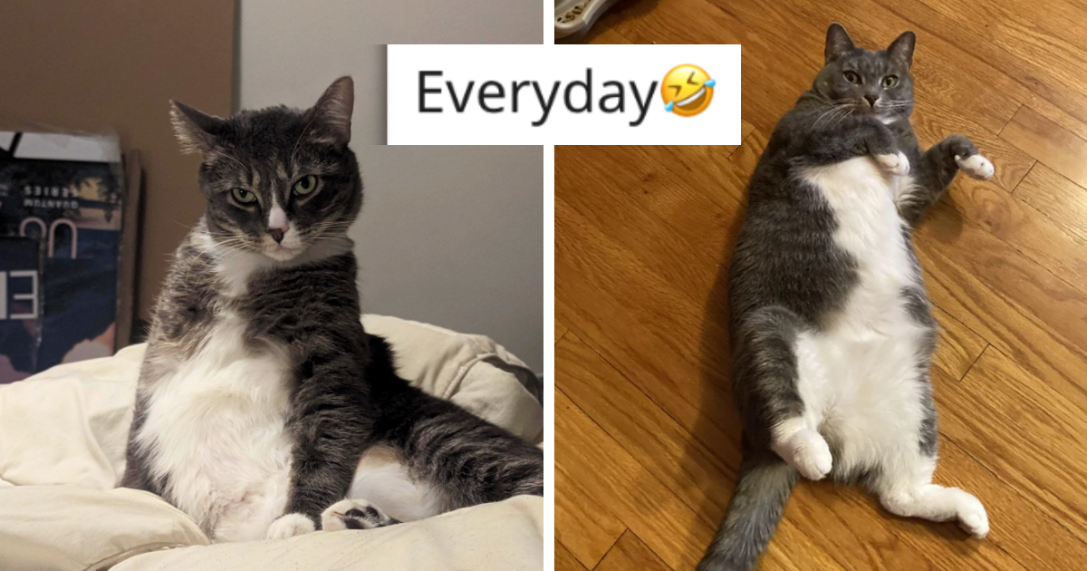 26 Hissterical Pics Of Cats Giving Cattitude Overload And Wondering If ...