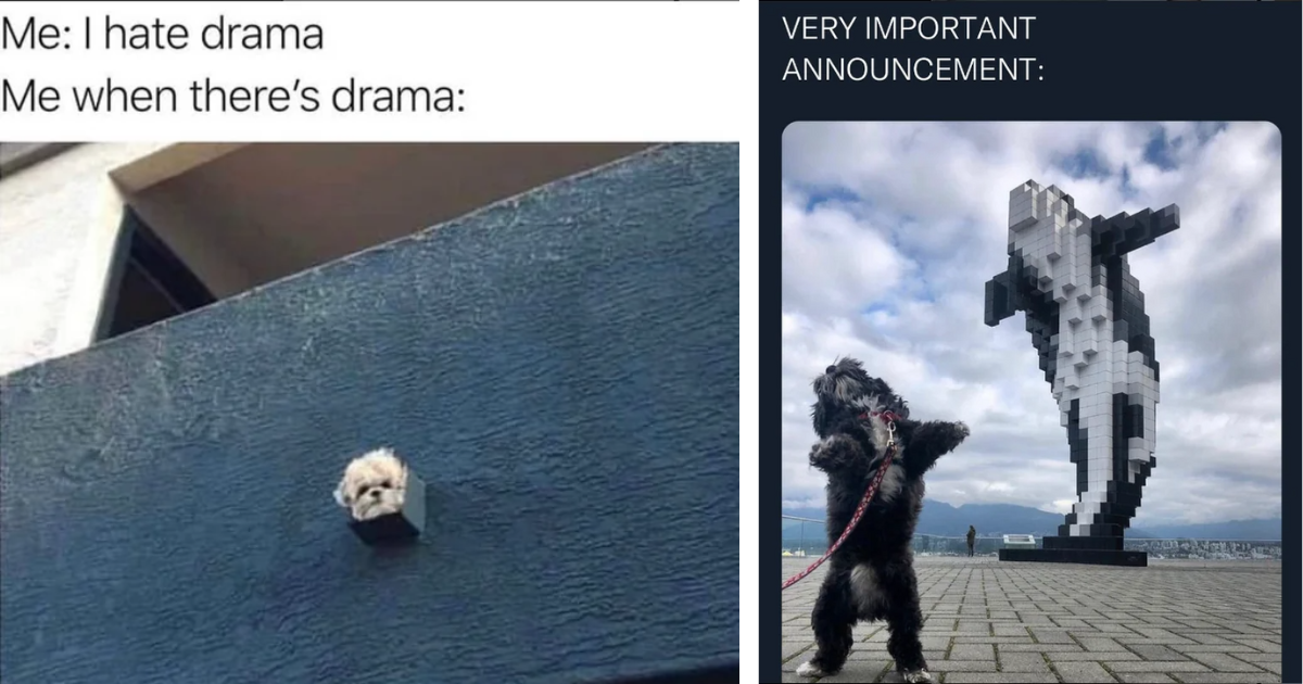 26 Wholesome Dog Memes to Make Your Tail Wag - Animal Comedy - Animal ...