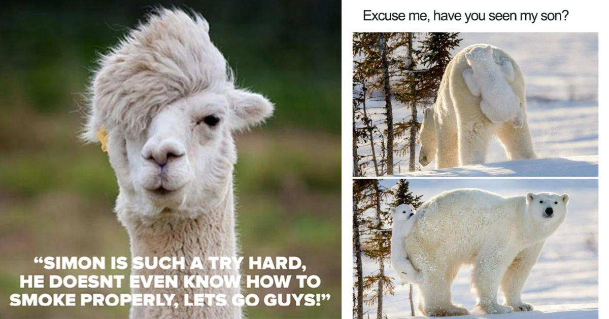 22 Random Animal Memes For A Random Tuesday - Animal Comedy - Animal ...