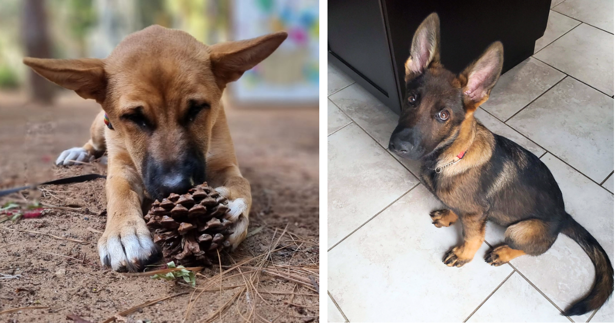 31 Perfect Puppies With Enormous Ears That Still Can't Hear You When ...