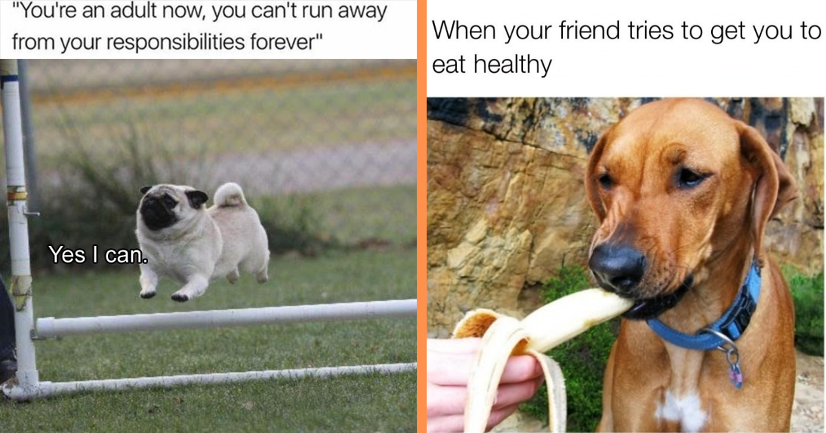 33 Funniest Animal Memes To Help You Giggle Your Way Out Of The Office ...