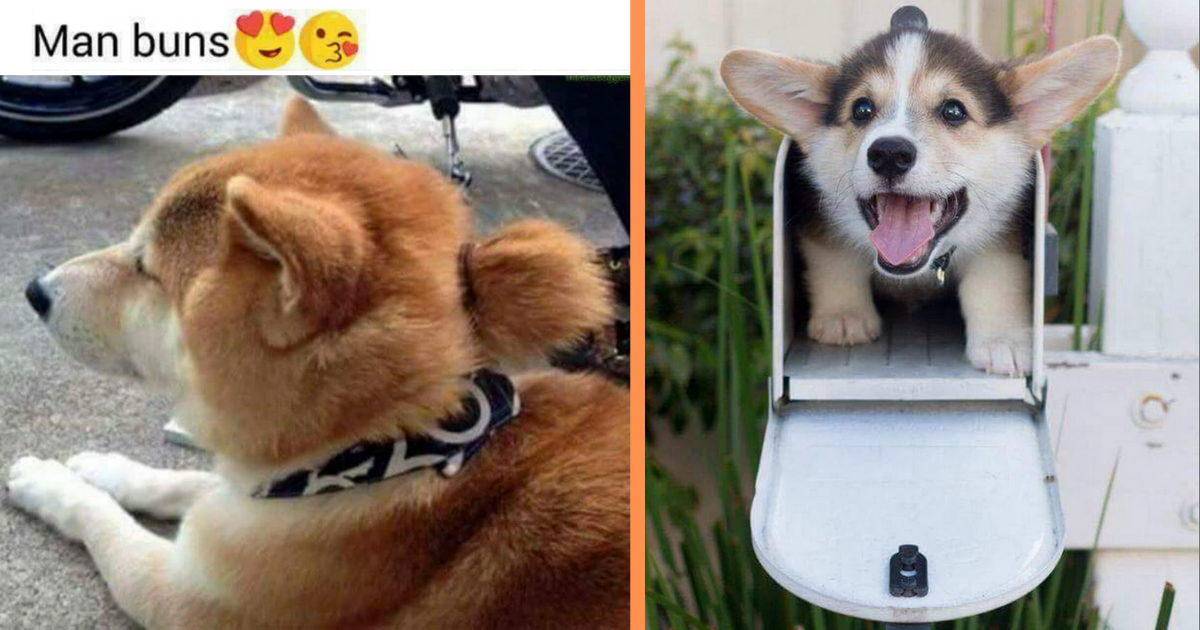 A Radiant Repertoire Of Purely Random Animal Pics To Brighten Your Day ...