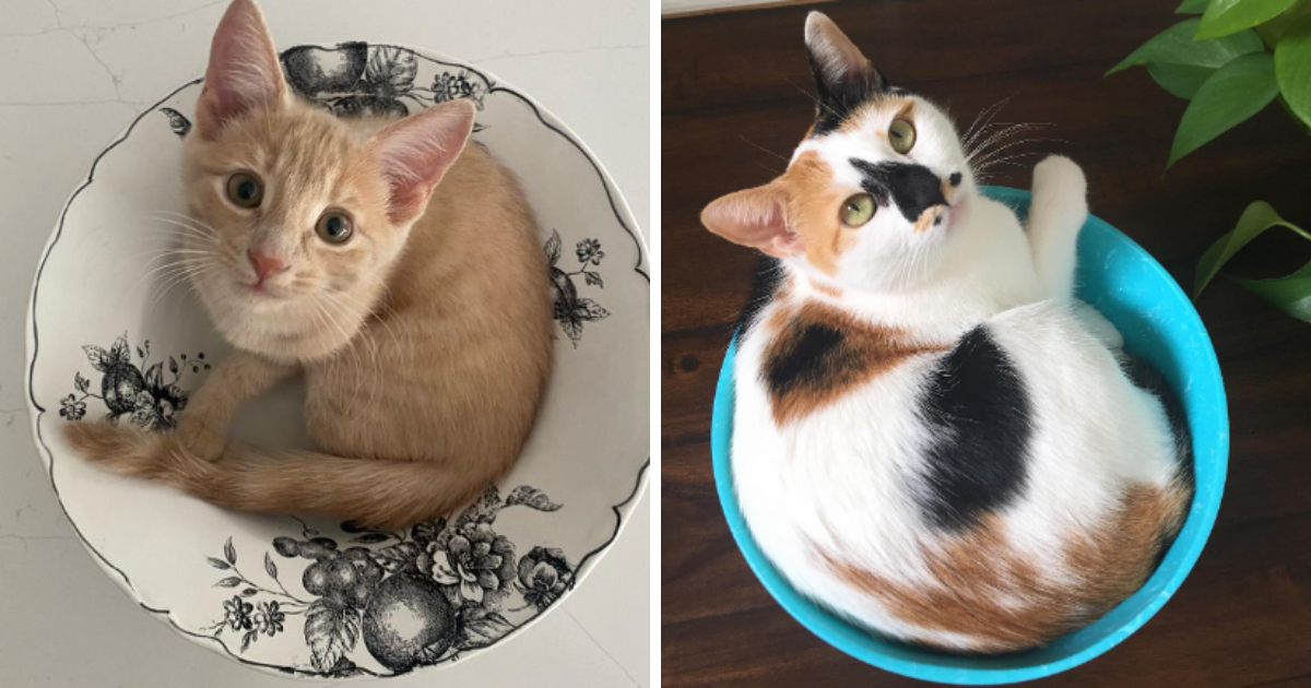 26 Cute Cats Curled Up In Bowls For A Midweek Feline Fiesta - I Can Has ...