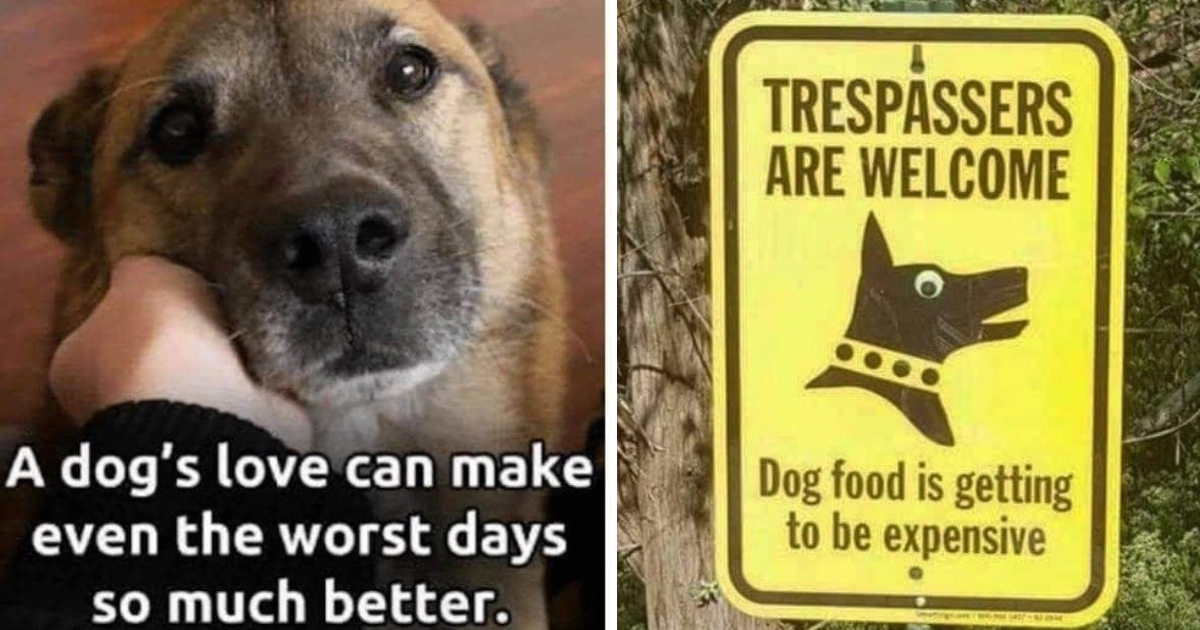 Pinch Punch Wholesome Dog Memes To Herald The Start Of A New Month ...