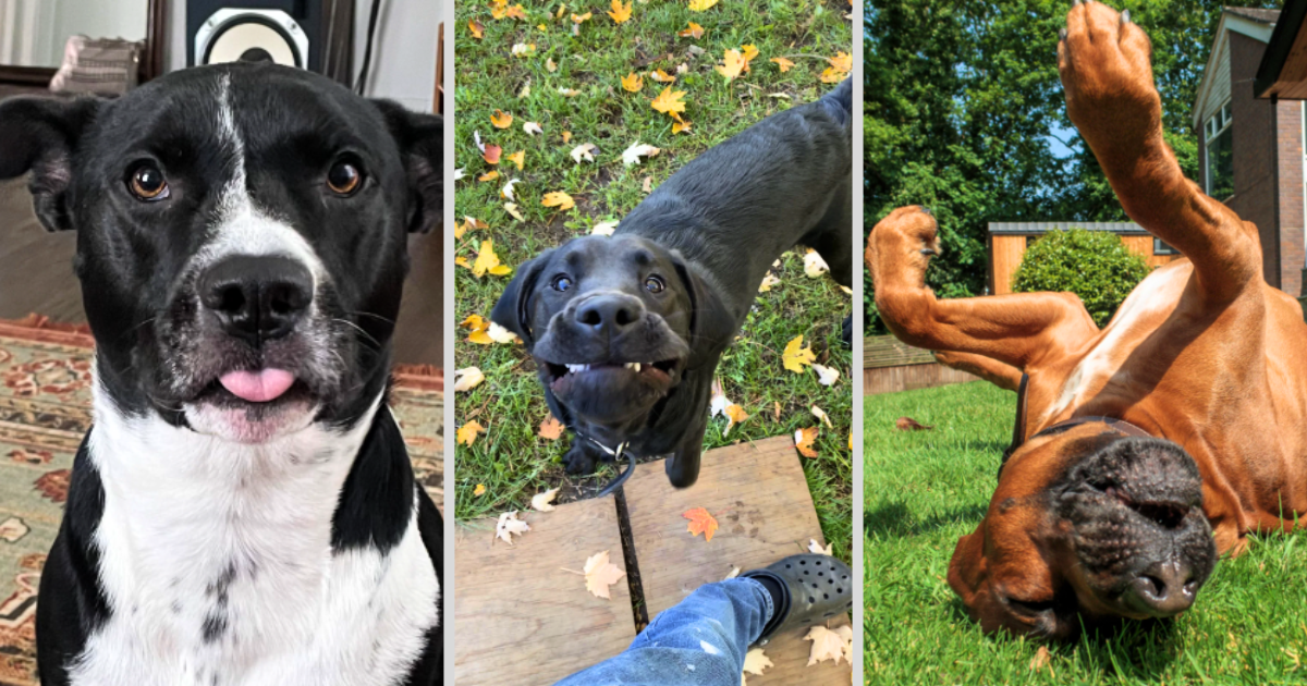 A Tail-Waggin' Welcome Wagon of 40 Derpy Doggo to Greet You After a ...