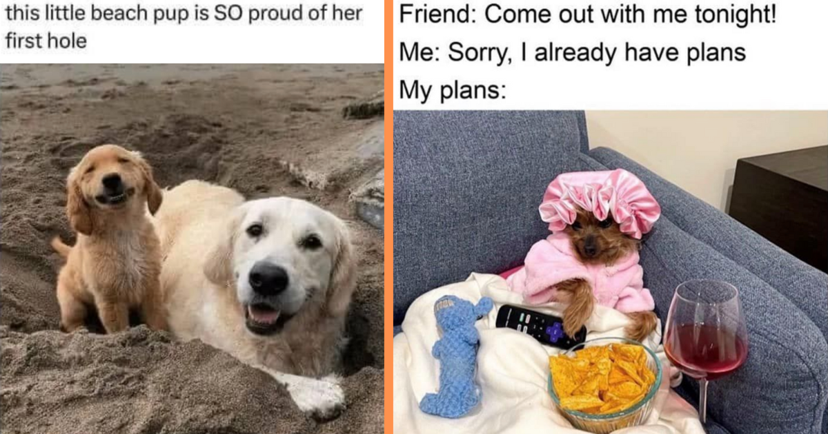 36 Wholesome Animal Pics And Memes To Start The Weekend With A ...