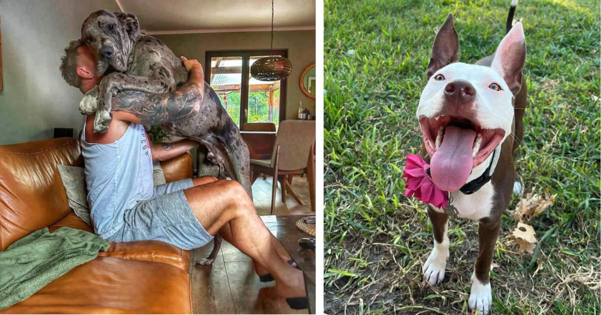 28 Doggo Owners Share Their Favorite Furbulous Photo Of Their Precious ...