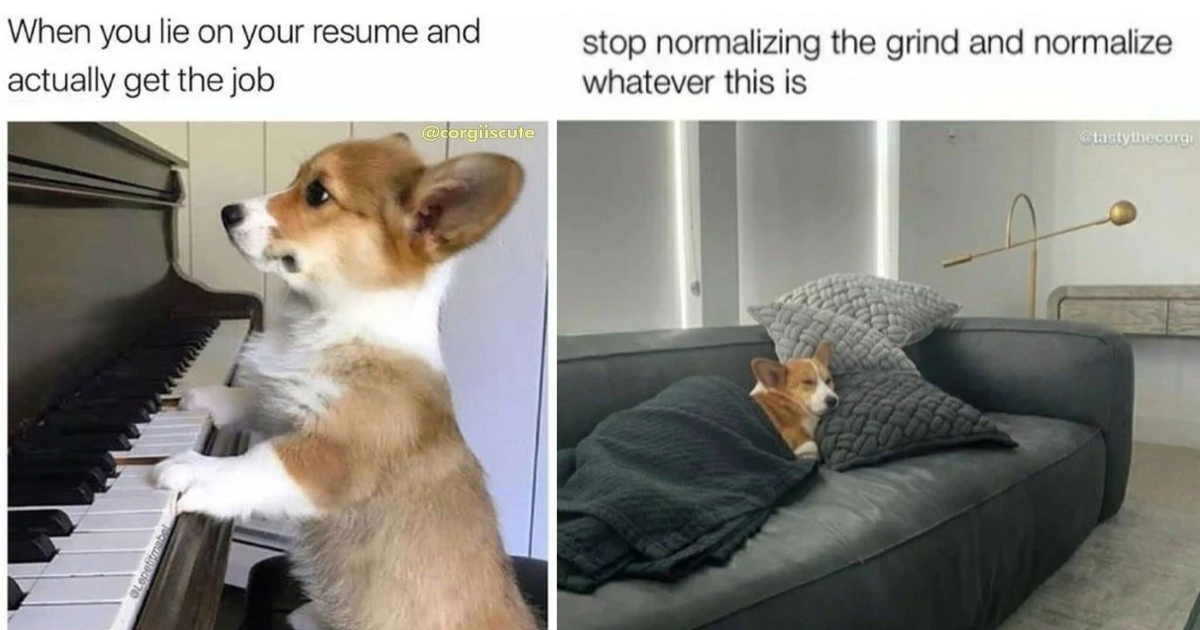 Comforting And Cute Corgi Memes To Sweeten Your Morning Coffee At Work ...