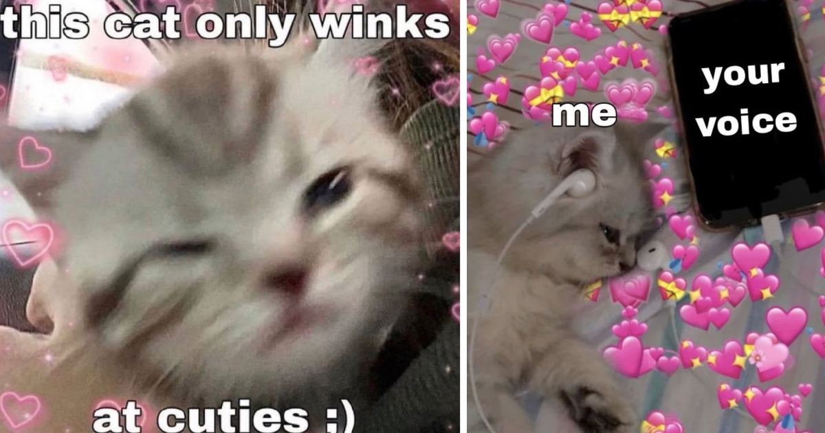 Sweet And Cute Cat Memes For Your Furry Friday Mood Booster - I Can Has ...