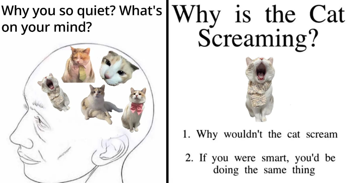 Funny And Feisty Feline Memes To Keep You Company Over Friday Lunch - I ...