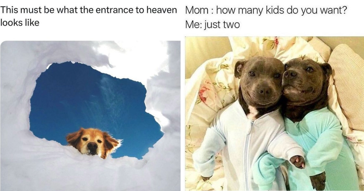 Sugary Sweet Dog Memes To Accompany Your Saturday Morning Cereal ...