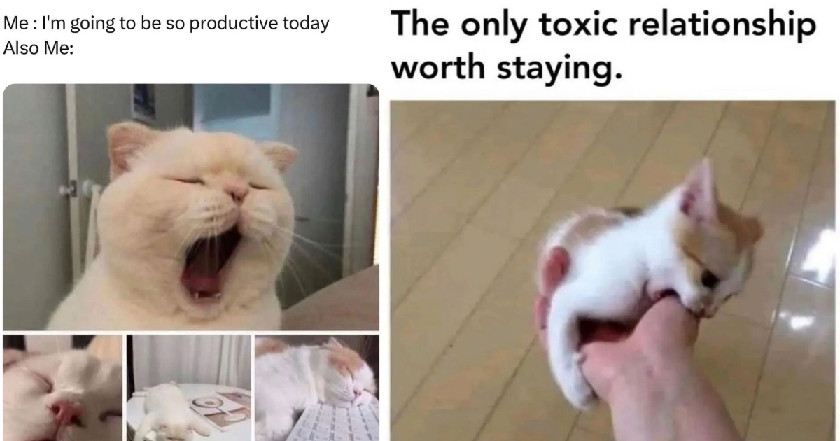 The Cats Are At It Again: Hissterical Caturday Morning Memes - I Can ...