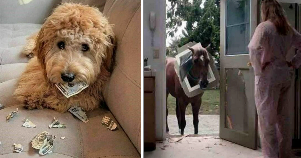 A Hilarious Helping Of 27 Animals Magnificently Making Mischief ...