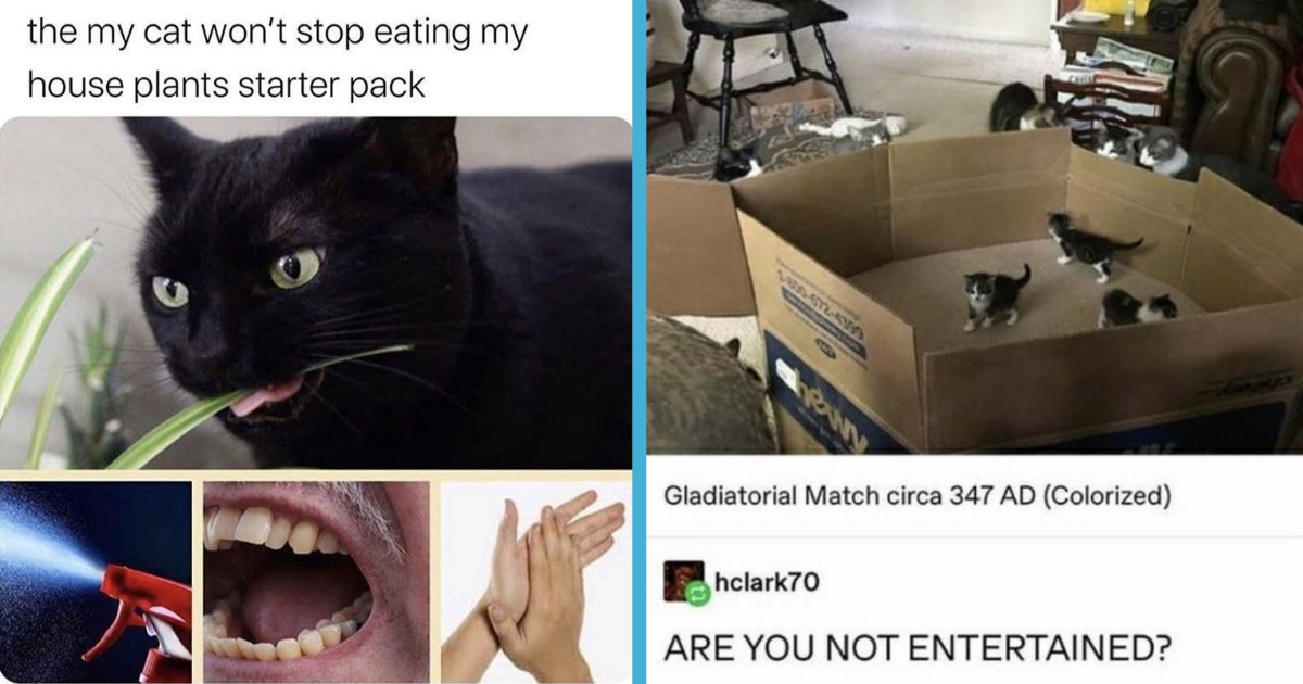 A Silly Storm Of 32 Cat Memes To Purrfectly Prepare Yourself For This ...