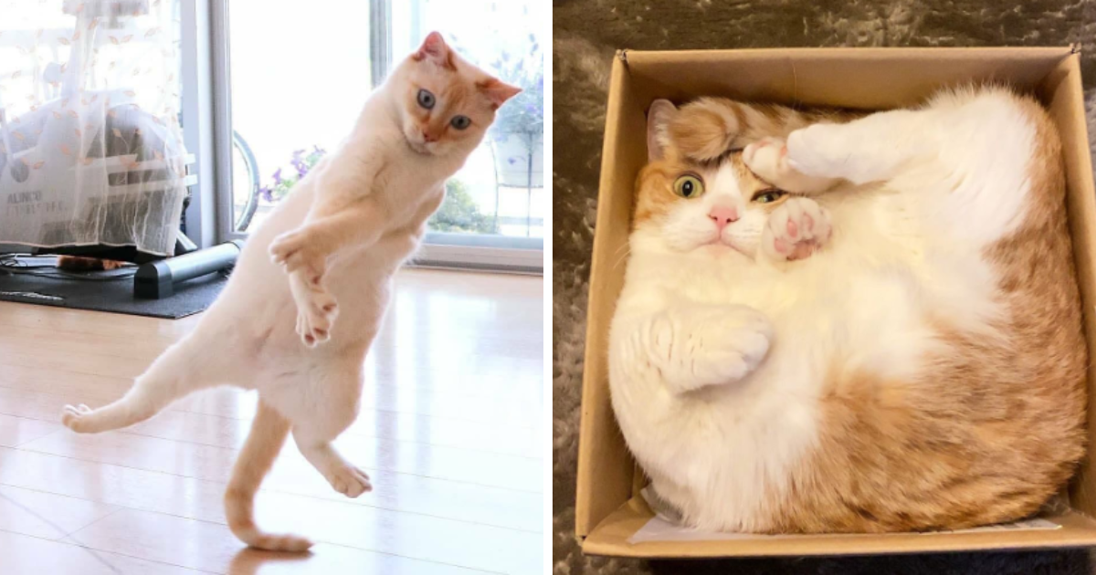 Furry Feline Fiesta Featuring 25 Cute Cats For A Thursday Full Of ...