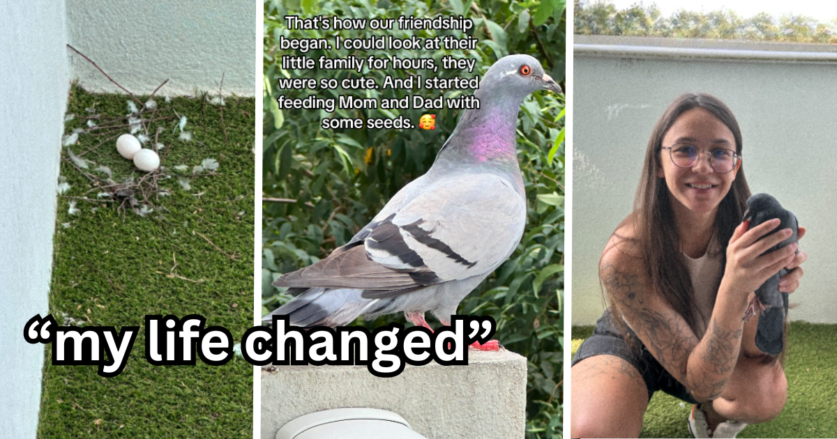 Pigeon Obsession Overwhelms an Apartment Girl After a Goofy 'Nest ...