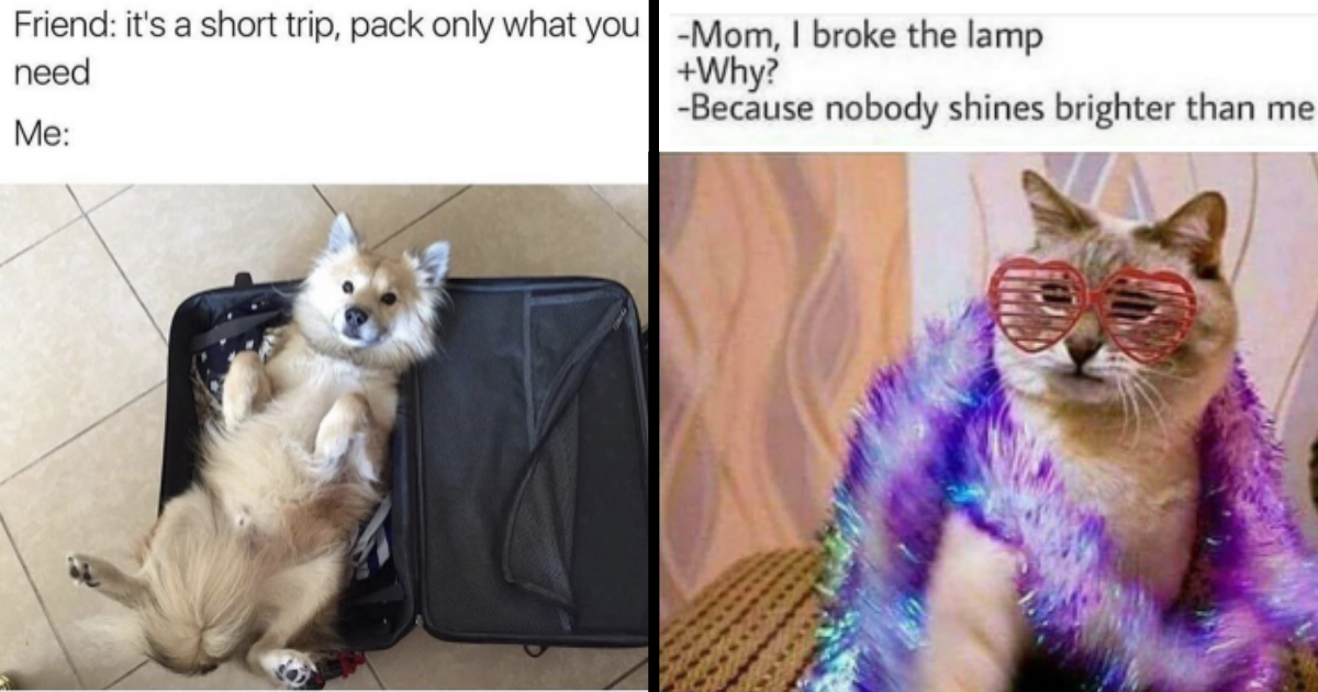 Furry Friday Frenzy Featuring 32 Fantastic Animal Memes To Fuel The ...