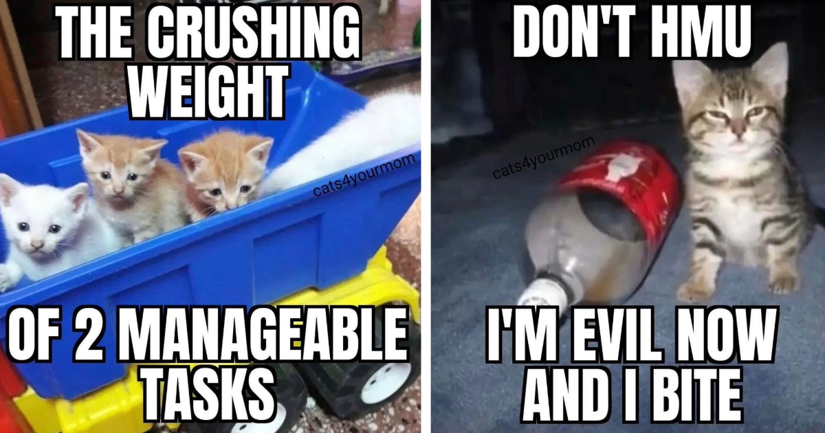 Spicy Cat Memes For Your Midday Monday Mood Booster I Can Has
