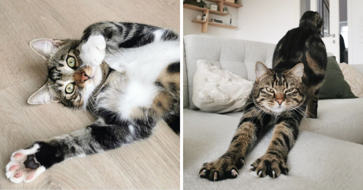 Sunday Snuggles With 25 Fluffy Felines Bringing Bundles Of Cuteness To ...