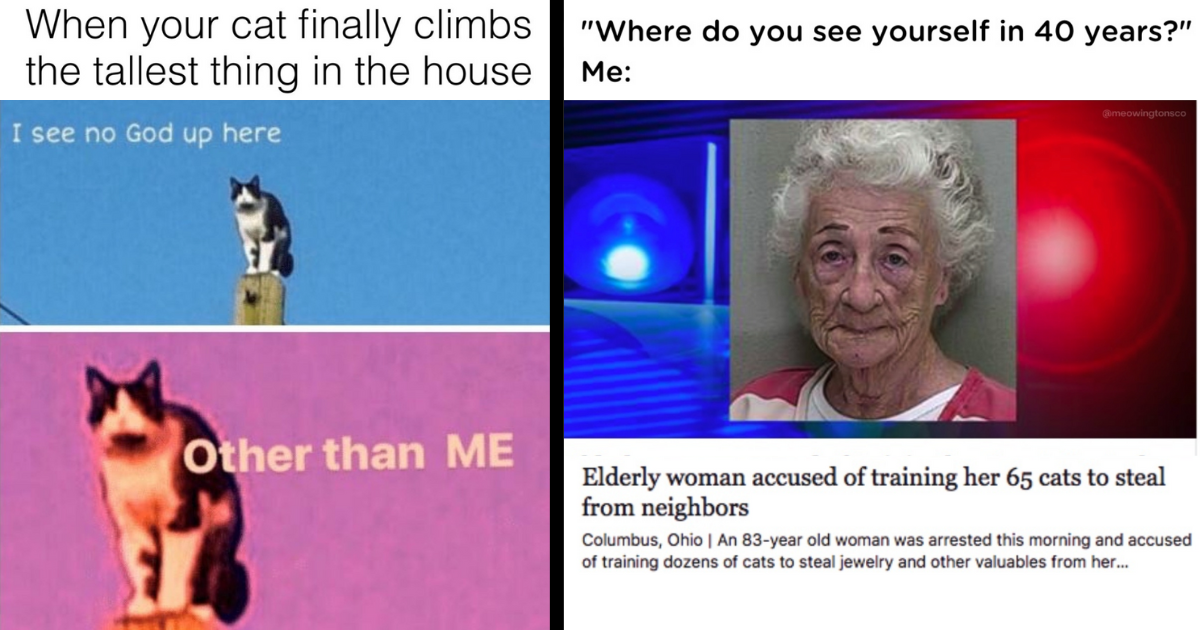 35 Hissterical Cat Memes For All The Grumpy Cats Who Need A Fast ...