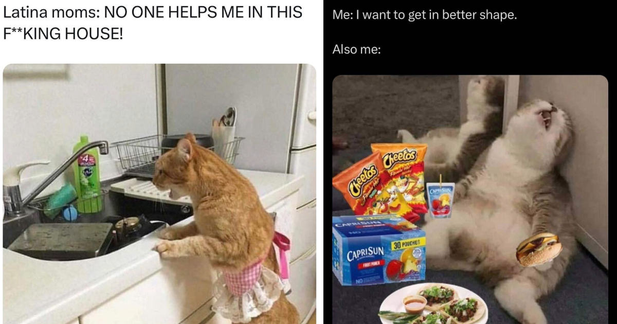 Perfectly Pawdorable Pet Memes To Clear Up Your Monday Blues - Animal ...
