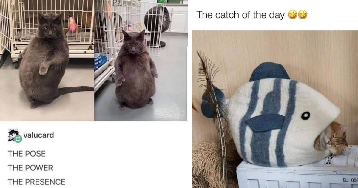 Sweet And Fluffy Feline Memes To Motivate You To Get Through Monday - I ...