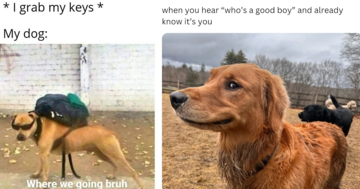 Heartwarming Memes Of Dogs That’ll Never Leave Your Side To Make Your ...