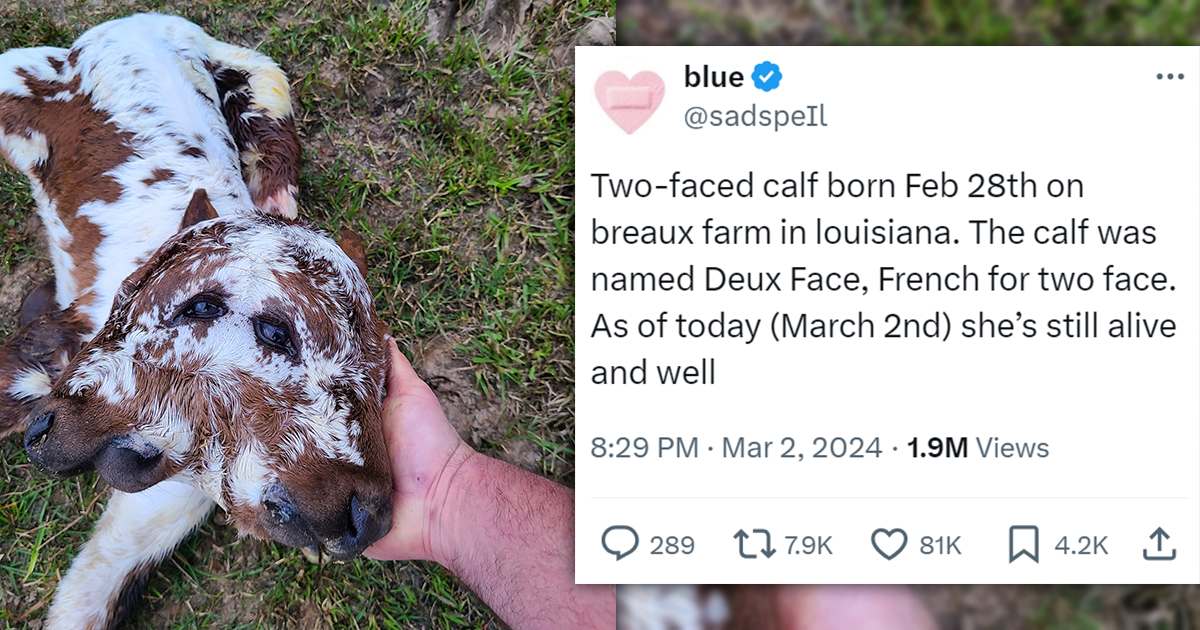 A Two-Faced Calf Is Born In A Miraculous Moment, The Internet Gathers ...