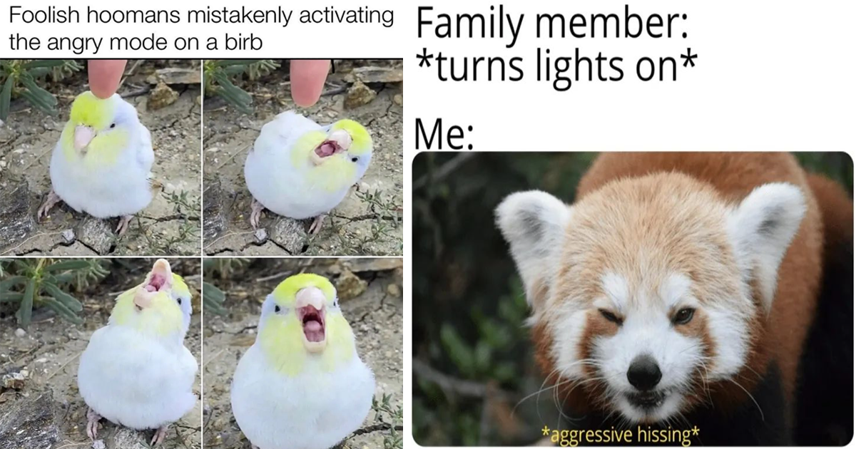 Sunny And Warm Sunday Animal Memes To Welcome This Splendid Spring With ...